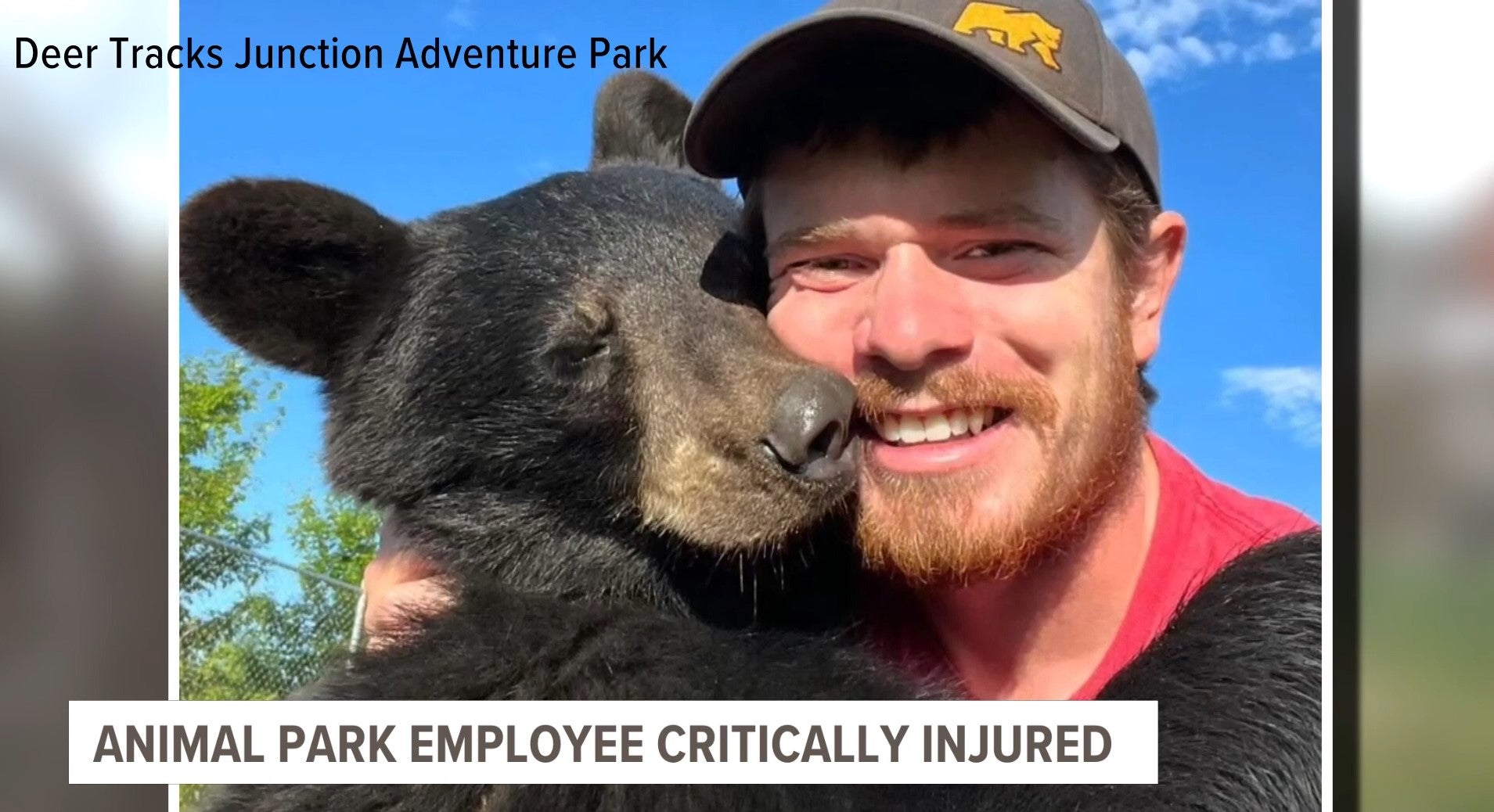 Safari park worker fights for life after giraffe knocked him off a ladder | The Independent